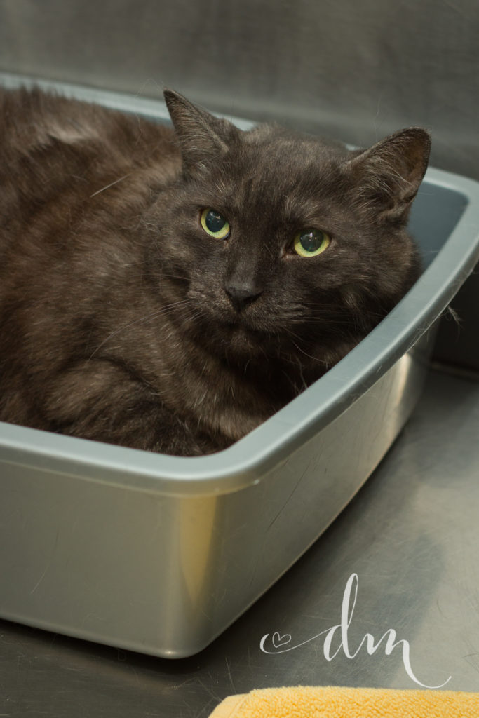 Adopt | Humane Society London & Middlesex