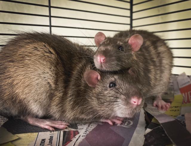 Adopt | Humane Society London & Middlesex