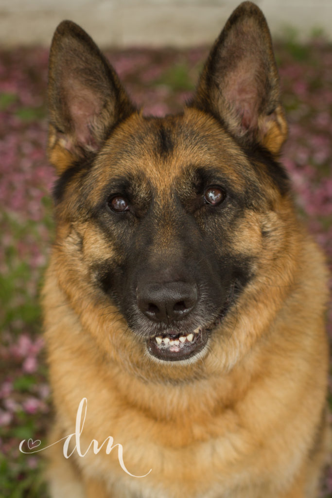 Adopt | Humane Society London & Middlesex