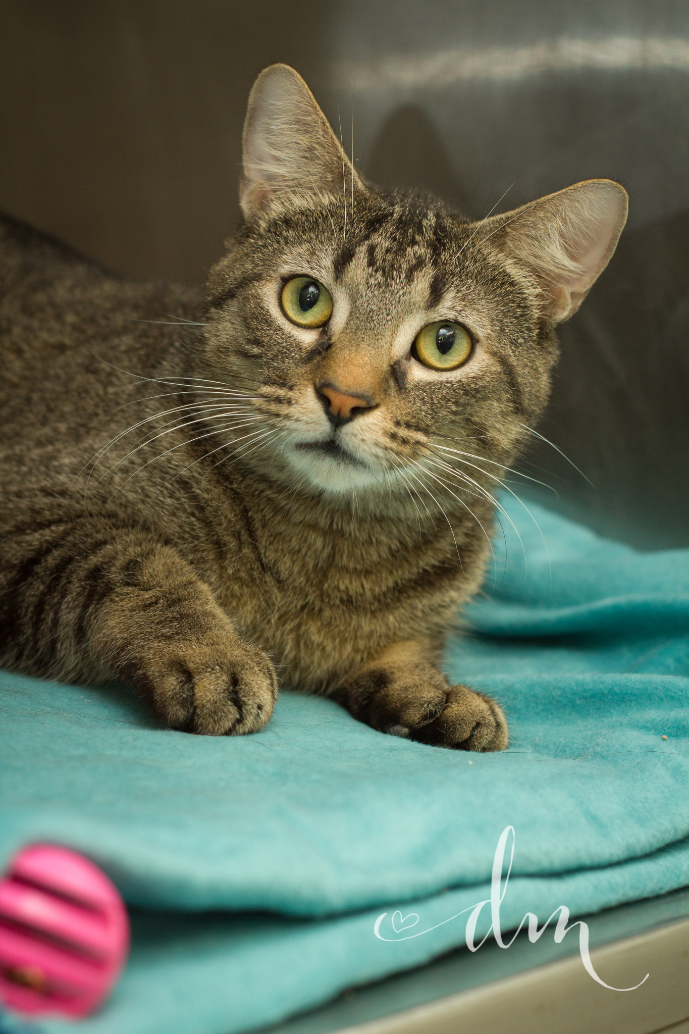 Chance | Humane Society London & Middlesex