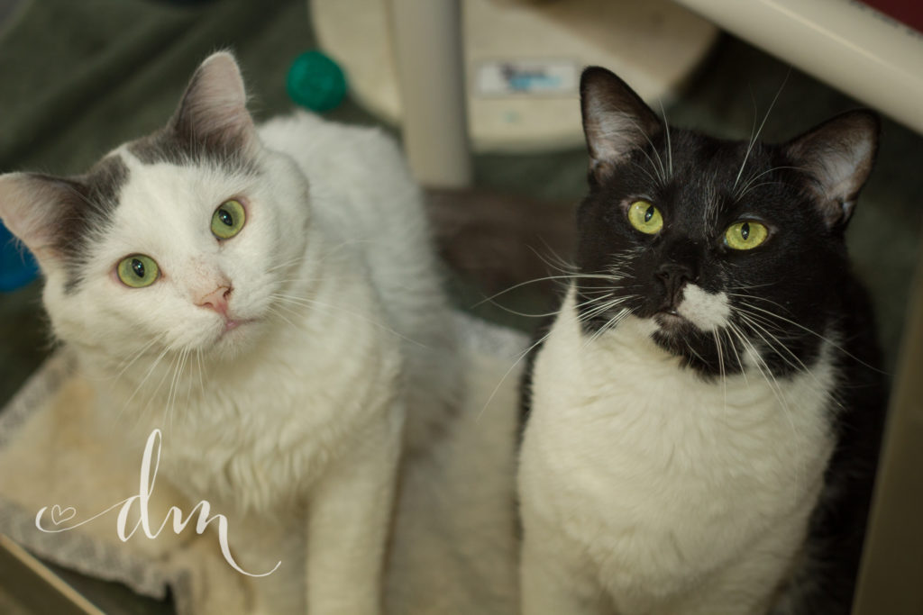 Adopt | Humane Society London & Middlesex
