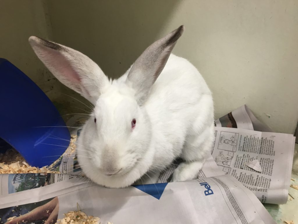 Adopt | Humane Society London & Middlesex