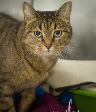 Adopt | Humane Society London & Middlesex