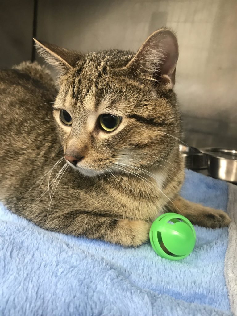 Adopt | Humane Society London & Middlesex