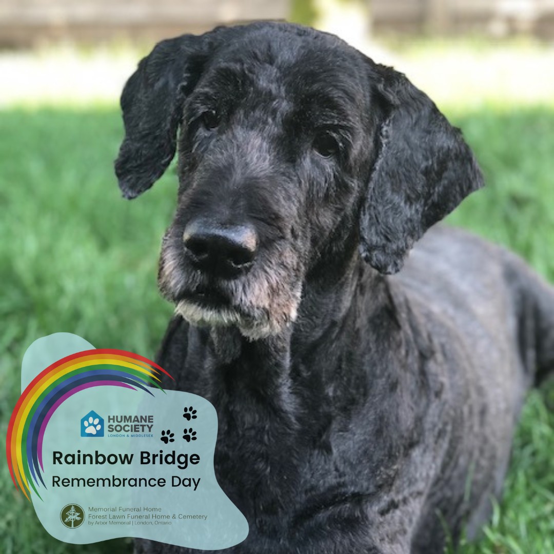Gone but not forgotten | Humane Society London & Middlesex