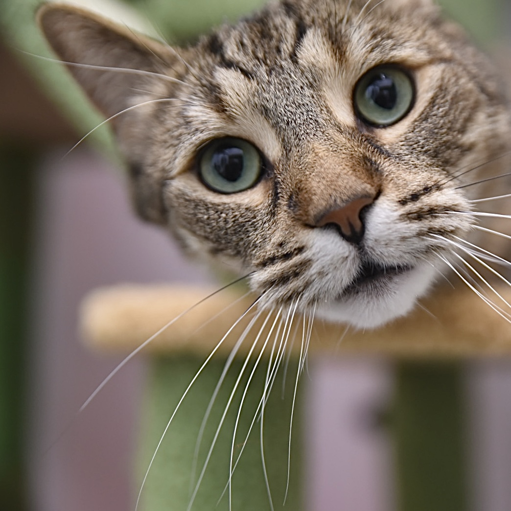 UPDATE: Transition to Old Oak Animal Campus (Feb 10th) | Humane Society ...