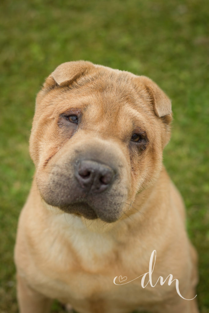 Adopt | Humane Society London & Middlesex