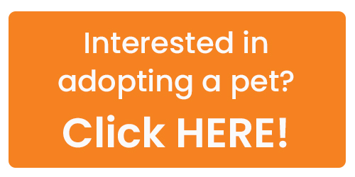 Dogs & Puppies | Humane Society London & Middlesex