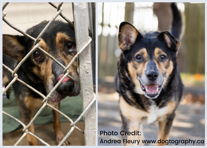 Anderson | Humane Society London & Middlesex