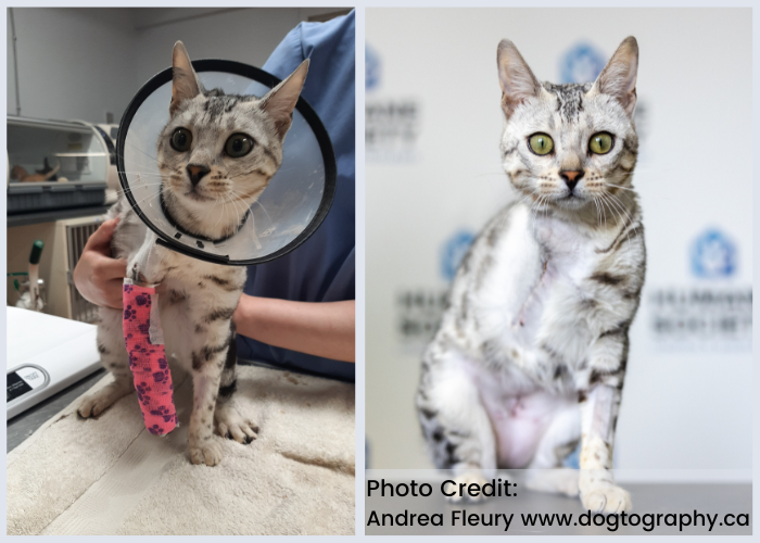 Anderson | Humane Society London & Middlesex