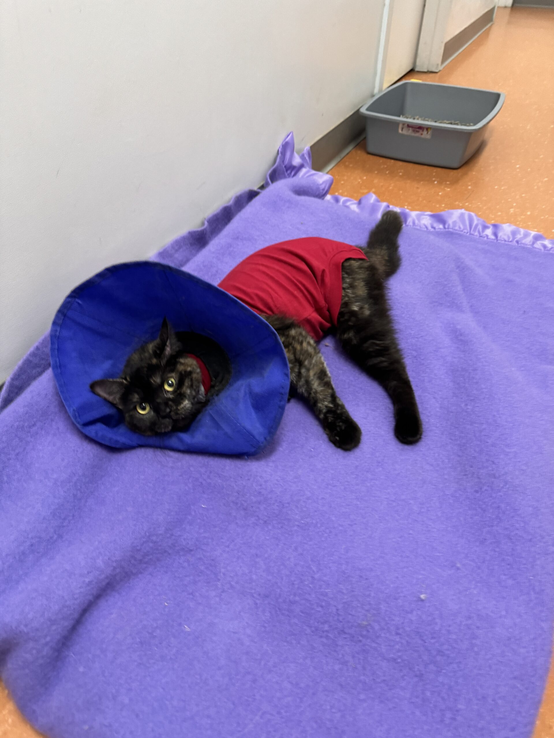 Tessa’s Life Saving Surgery | Humane Society London & Middlesex