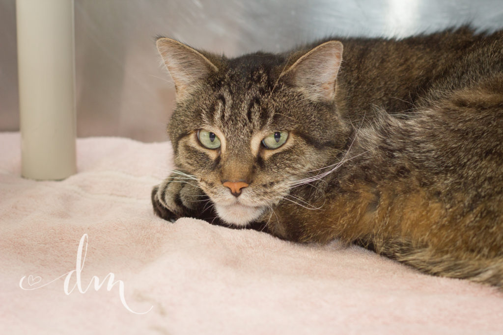 Adopt | Humane Society London & Middlesex