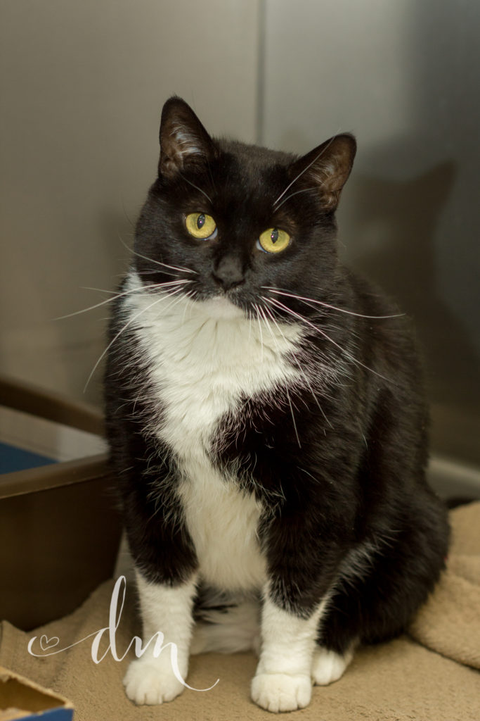 Adopt | Humane Society London & Middlesex