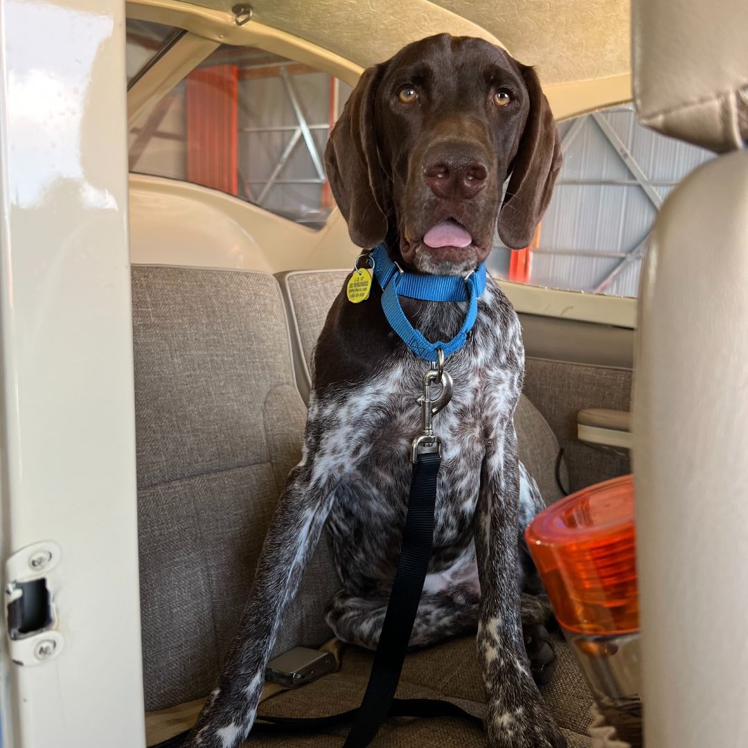 Meet Franklin and Maeby. Two resilient pups who were given a second ...