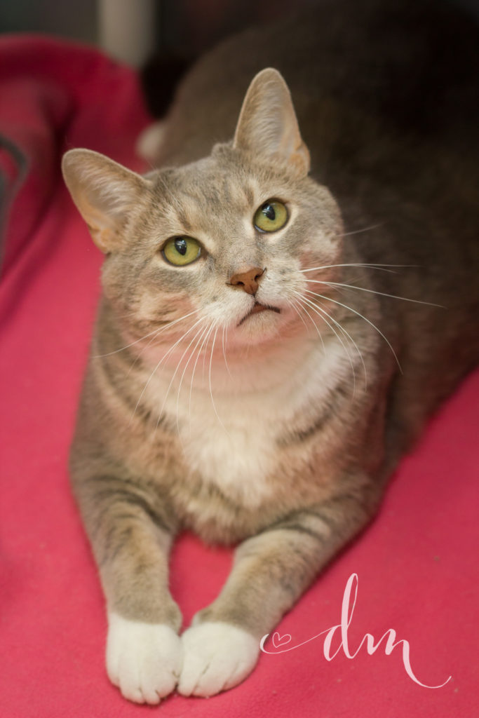 Adopt | Humane Society London & Middlesex