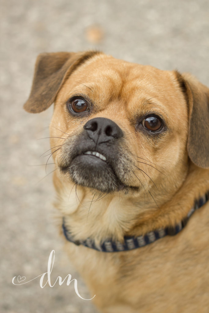 Adopt | Humane Society London & Middlesex