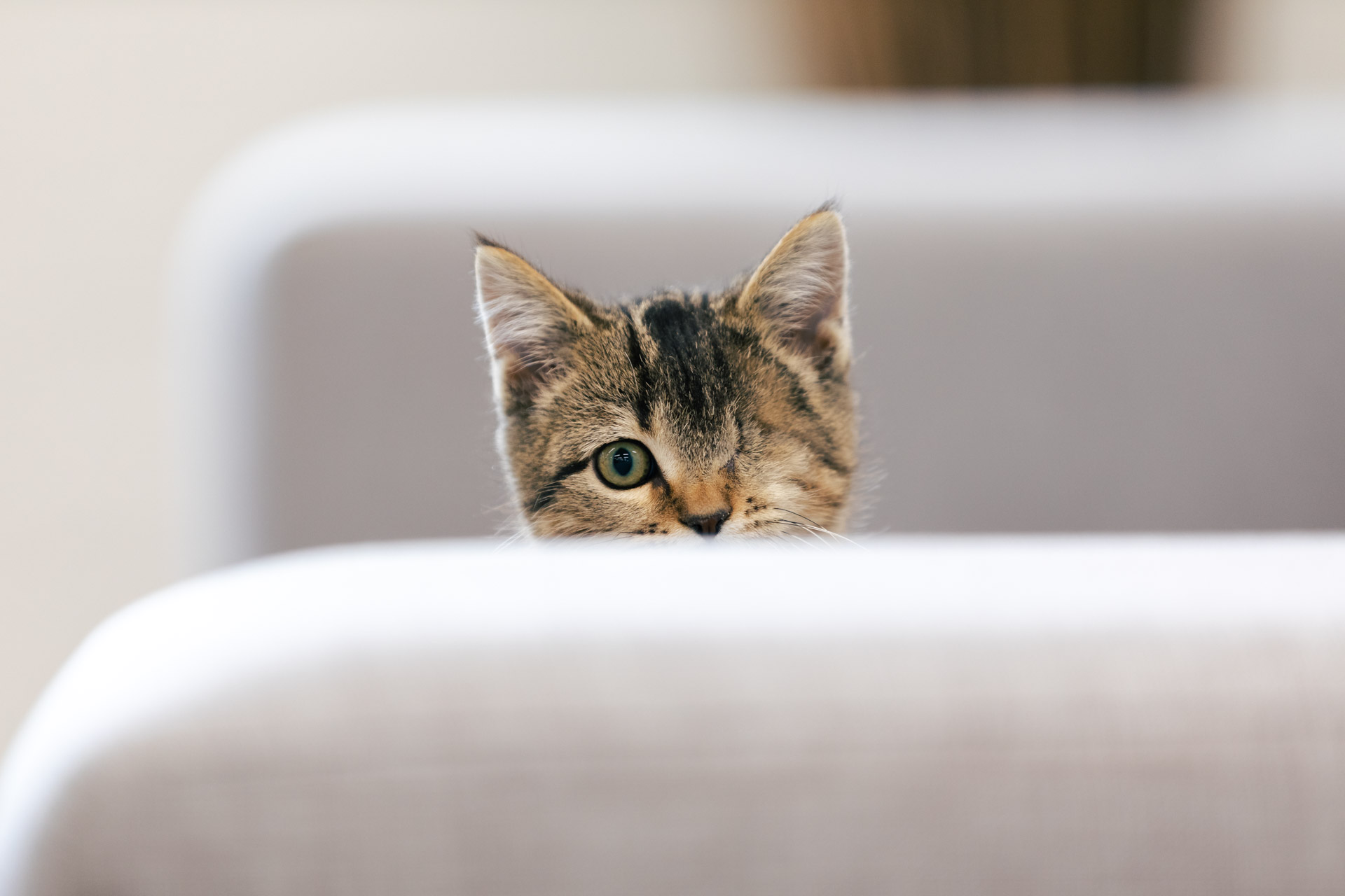 Northern Commerce Announces Charitable Partnership with London Humane ...