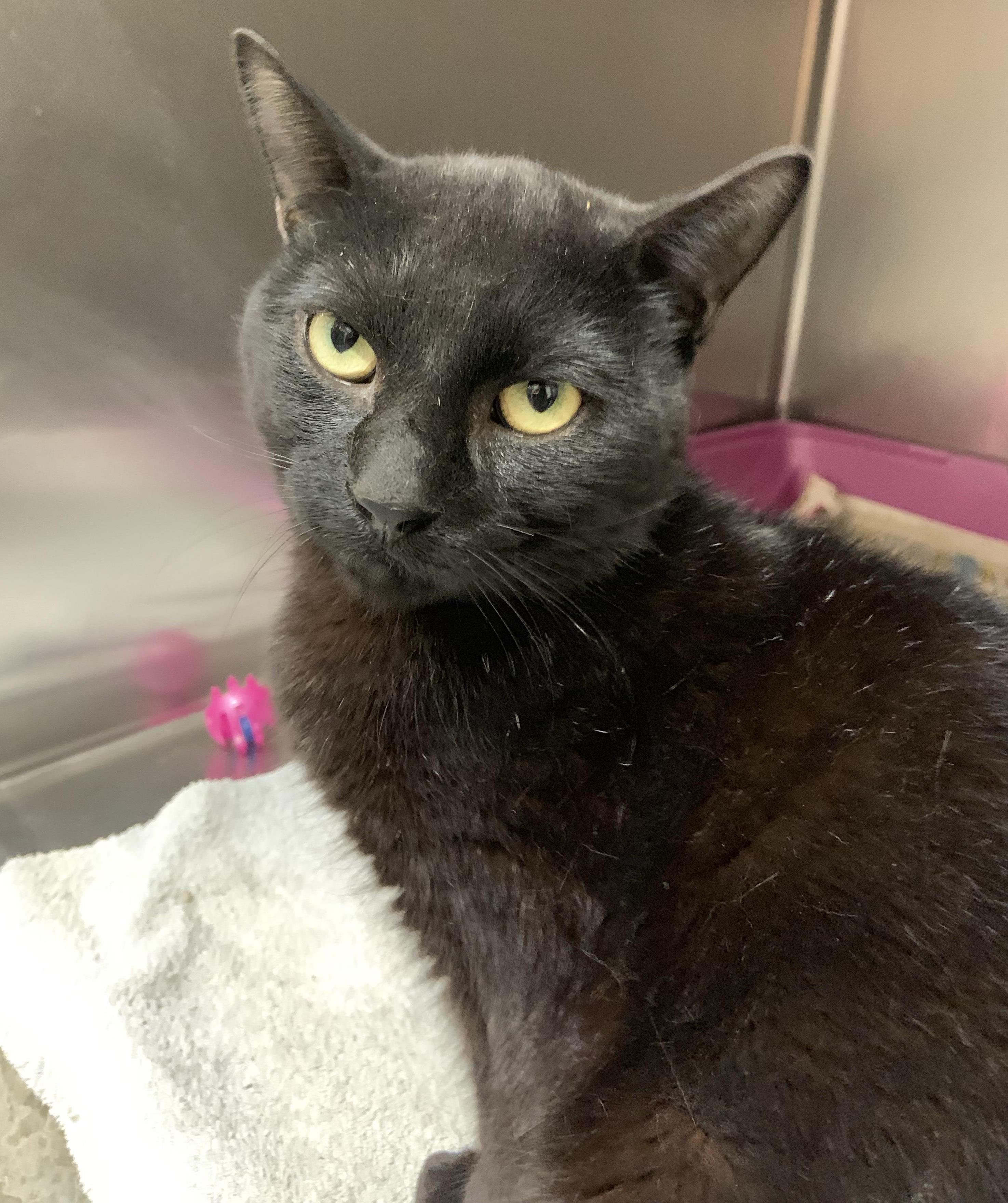 Winston | Humane Society London & Middlesex